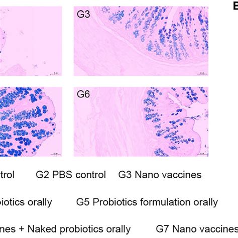 Ihc Staining Analysis Of Claudin Occludin Zonulin And Ki67 After