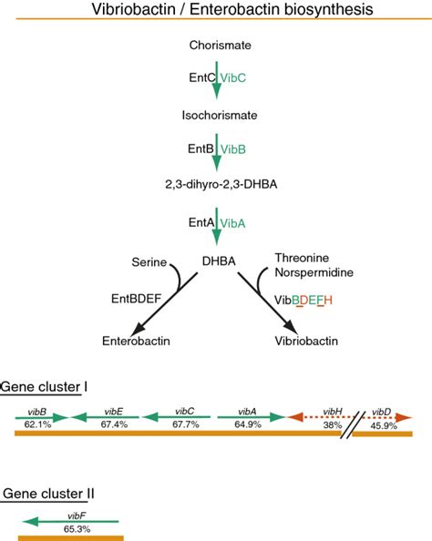 Vibriobactin Enterobactin Biosynthesis Pathway The Two Gene Clusters Download Scientific