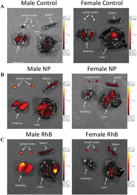 Microarray Patches Poking A Hole In The Challenges Faced When