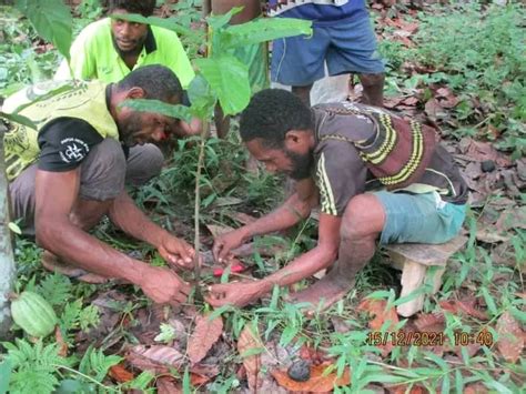 Improved Cocoa Farming Techniques Leads K8mil Sale Png Haus Bung