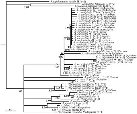 Phylogenetic Tree Using A Combined Data Set Of Cox1 And Ef1a1 Download Scientific Diagram