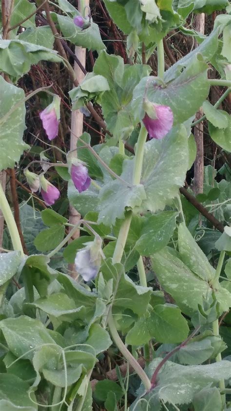 Terra E Sementes Ervilhas De Quebrar