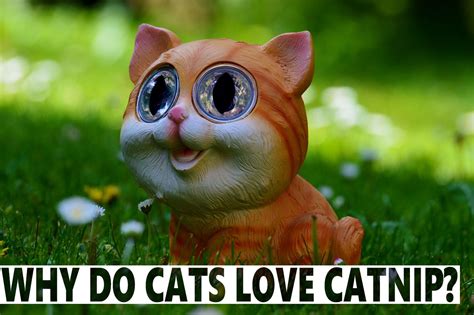 Why Do Cats Love Catnip Blindbengal