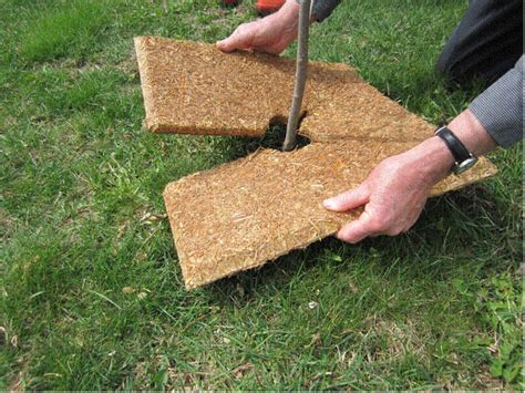 TREE MAT Cpidivisions