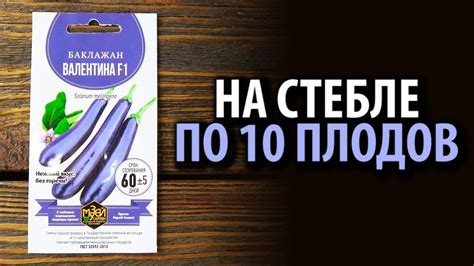 Баклажан Валентина 🍆 На стебле по 10 плодов! - YouTube