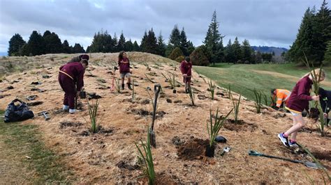 Tree Planting Lakeview Golf And Country Club