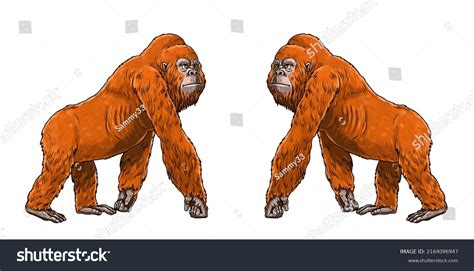 Gigantopithecus Height Gigantopithecus Height
