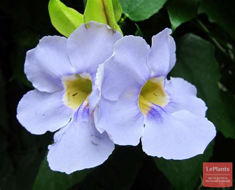 Тунбергия лавролистная (Thunbergia laurifolia) — описание, выращивание ...