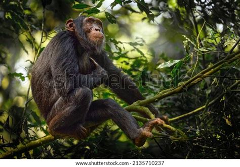 Tree Pan Images Stock Photos Vectors Shutterstock