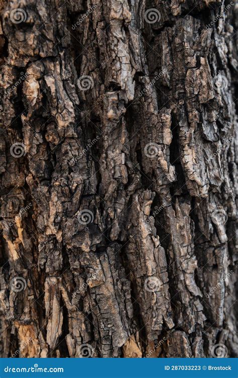 Tree Trunk With Natural Bark Patterns On The Surface Stock Image Image Of Grunge Cracked