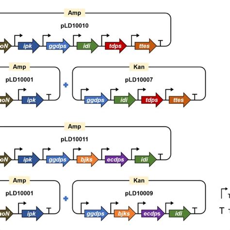 Construction Maps Of Single Plasmid Expression System And Two Plasmid Download Scientific