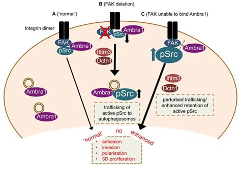 Ambra1 Spatially Regulates Src Activity And Srcfak Mediated Cancer Cell Invasion Via