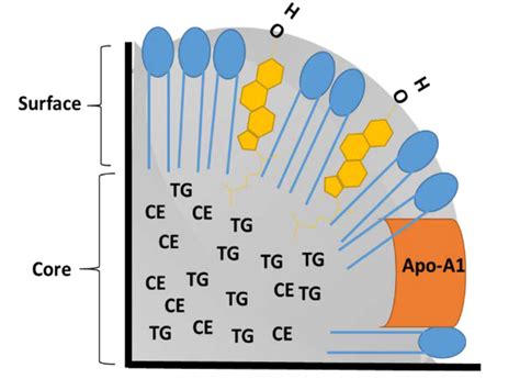 Schematic Of Cross Section Of High Density Lipoproteins Hdl Download Scientific Diagram