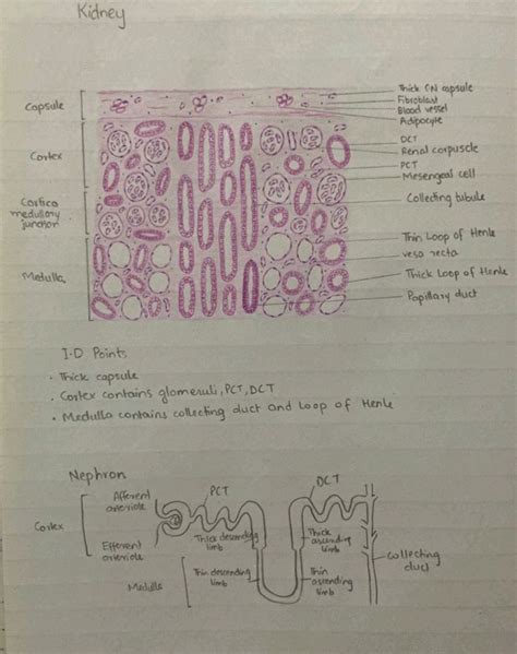 Glomerular Histology Labeled