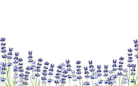 흰색 배경에 분리된 라벤더 그림이 있는 수채화 배너 미용 제품 및 식물학 세트 화장품 및 의학의 세부 사항 디자이너 스파 장식 엽서 포장지 스크랩북 표지 초대장 포스터 및