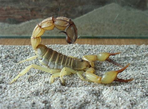 Curiosidades Sobre O Escorpião Do Deserto E Fotos Mundo Ecologia