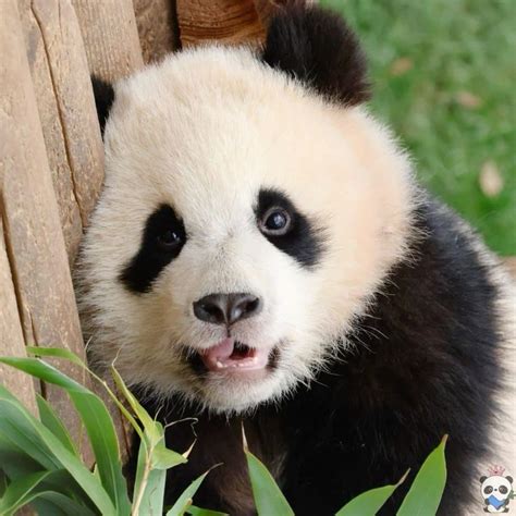 Hui A Cute Panda Bear Peeking Out