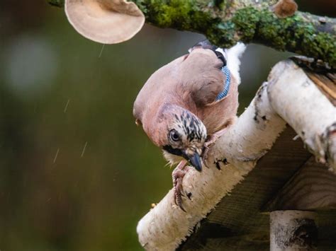 View Of Jaybird On Wood Premium Photo