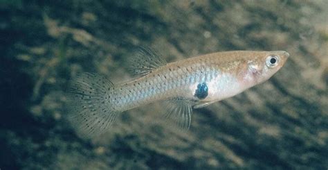 Angry When Outnumbered Aggressive Gambusia