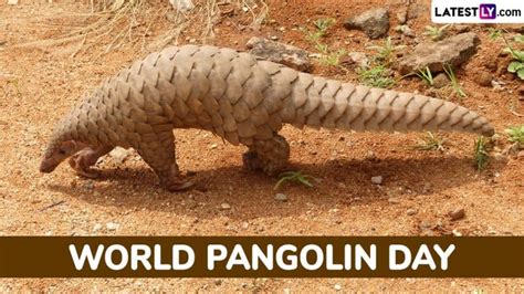 World Pangolin Day 2025 Date Know History And Significance Of The Day