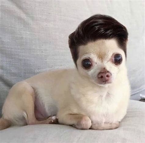 Pin By Idalia Perez On Raquelita 🎀🫶🎧🍫 Funny Animal Photos Very Cute