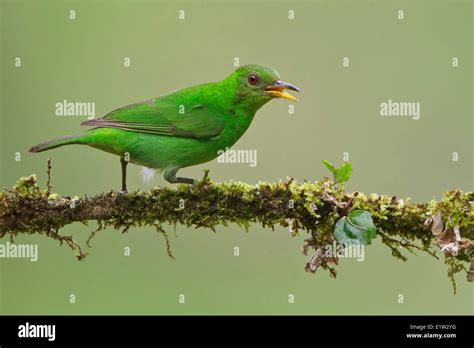 Green Honeycreeper Chlorophanes Spiza Perched On A Branch In Costa