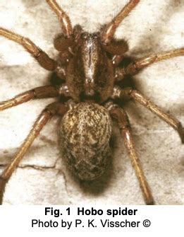 Hobo Spider Identification What They Look Like