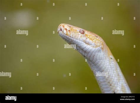 The Burmese Python Is A Small Albino Snake That Is Very Agile In