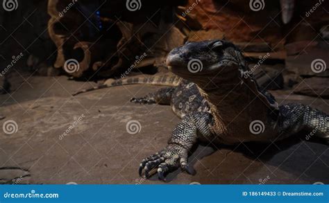 Monitor Lizard In A Habitat Stock Image Image Of North Habitat