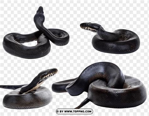 Group Of Black Pythons In Natural Wildlife Poses Png Toppng