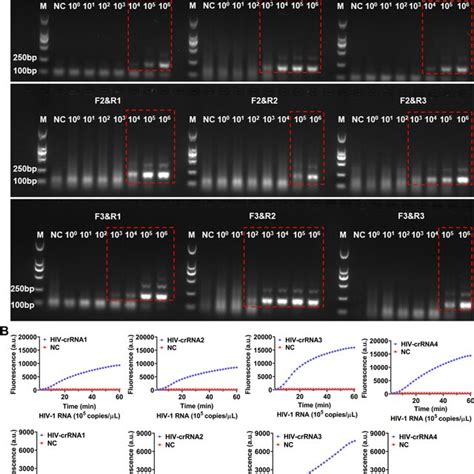 Screening Of Rt Raa Primers And Crrna A The Hiv 1 Rna Template Was Download Scientific Diagram