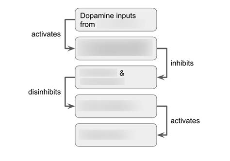 Direct Pathway With Dopamine Diagram Quizlet
