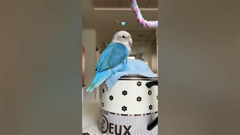 나의작은파랑새🐦 Youtube