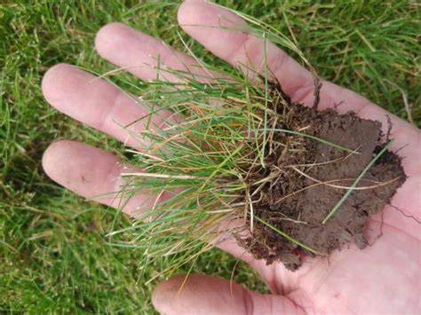 Lawn Problems Solvepest