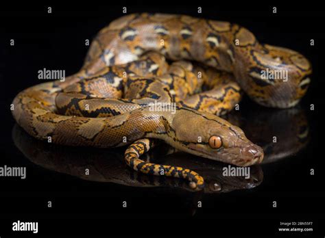 Reticulated Python Python Reticulatus Isolated On Black Background