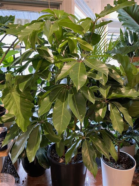 14 Schefflera Amate Flowers Talk Tivoli