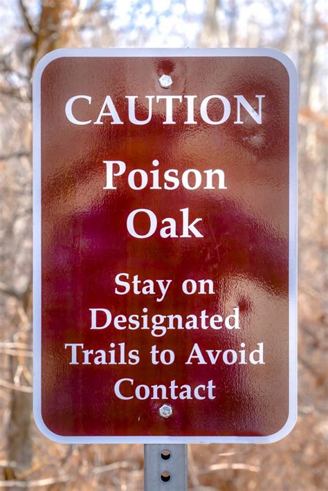 Poison Ivy And Poison Oak A Comprehensive Guide To Identification