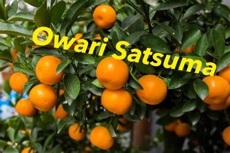 Owari Mandarin Satsuma Semi Dwarf Tree Igreenthumb