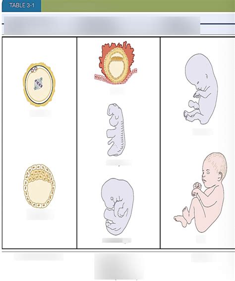 Diagram Of Prenatal Development Periods Quizlet