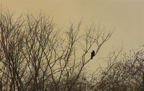 Autumn Trees And Branches Without Leafes Stock Photo Image Of Cold Black