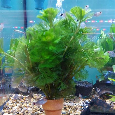 สาหร่ายหางกระรอก 1 กระถาง ใส่อ่างปลาได้ ต้นไม้น้ำ พุ่มใหญ่ Shopee