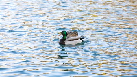 Water Shore Map Lake Surface Duck Powerpoint Background For Free