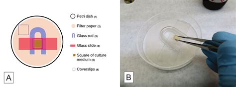 Isolation Characterization And Total Dna Extraction To Identify