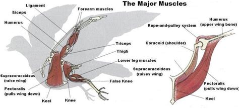 Bird Muscle System Page 1