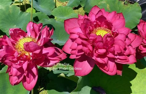 Red Bowl Lotus One Of Deepest Red Lotus All Shipping In Spring