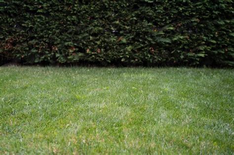 Premium Photo Empty Grass Ground