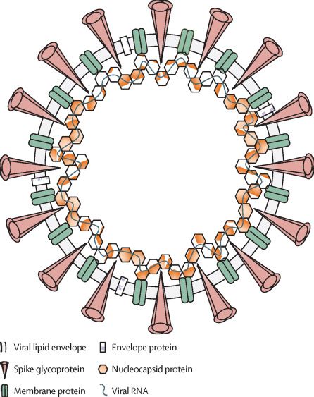 Sars Virus Structure