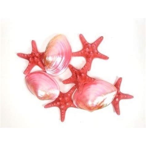 Bivalvia Shell Pink Dmwnu