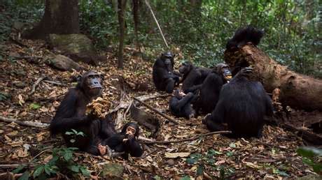 Encuentran En Chimpancés Una Característica Típica De Los Humanos Rt