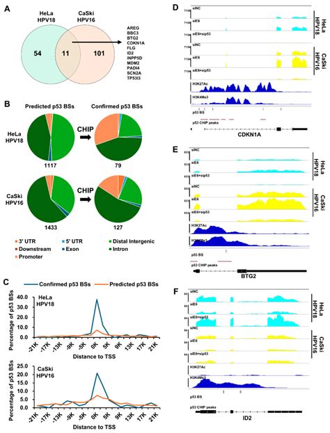 Genome Wide Analysis Of P53 Targets Reveals Scn2a As A Novel Player In